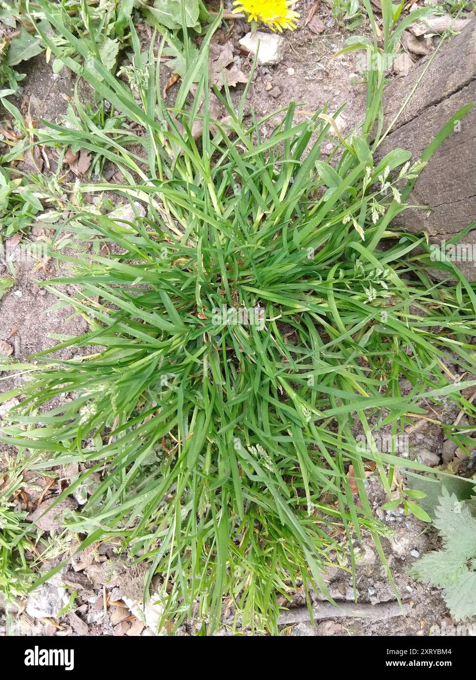 Annual Meadow-grass (Poa annua) Plantae Stock Photo - Alamy
