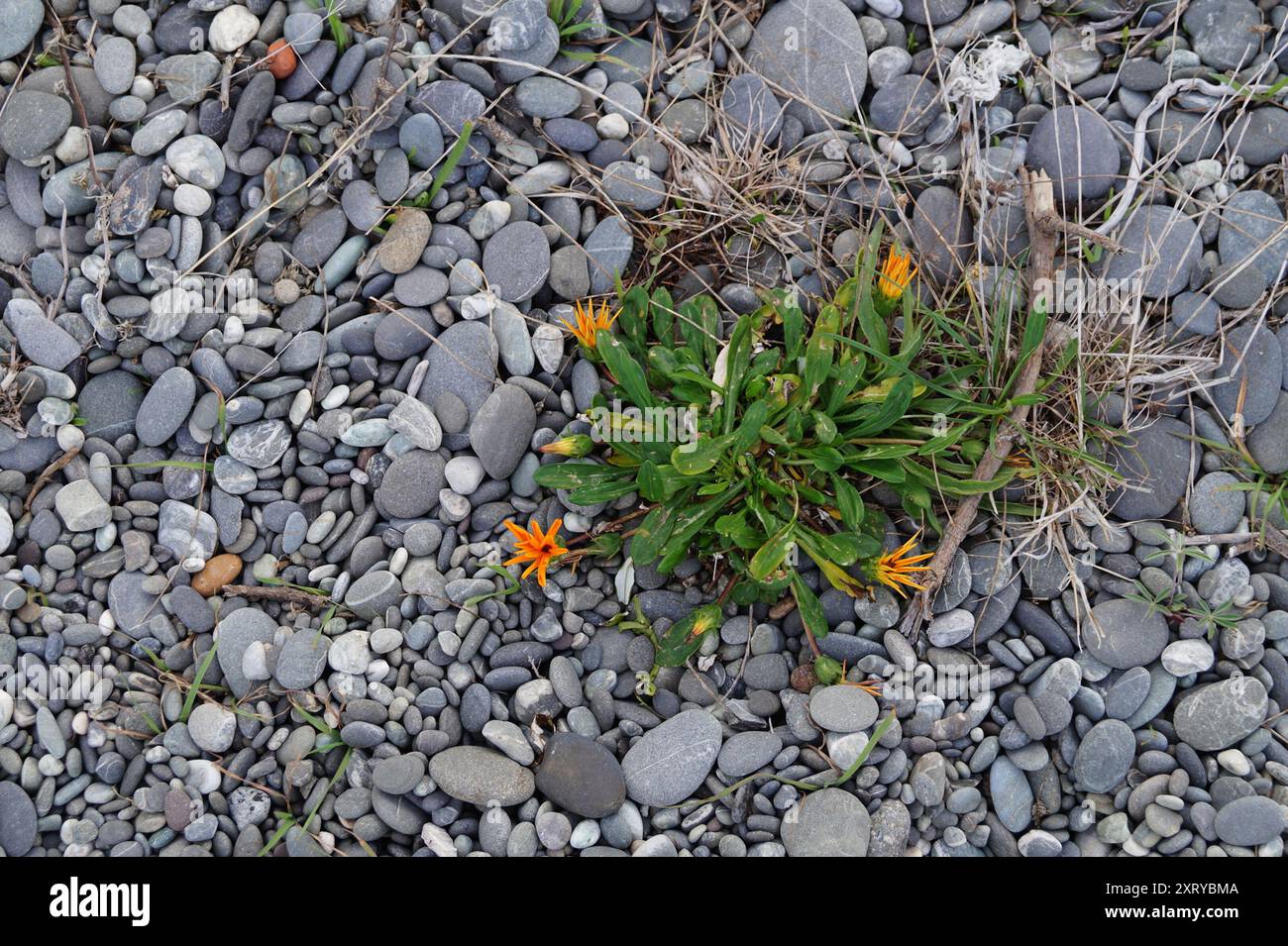 Trailing Treasureflower (Gazania rigens) Plantae Stock Photo - Alamy