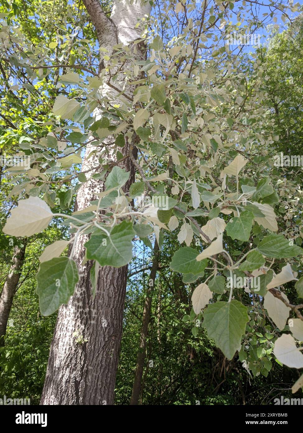 white poplar (Populus alba) Plantae Stock Photo - Alamy