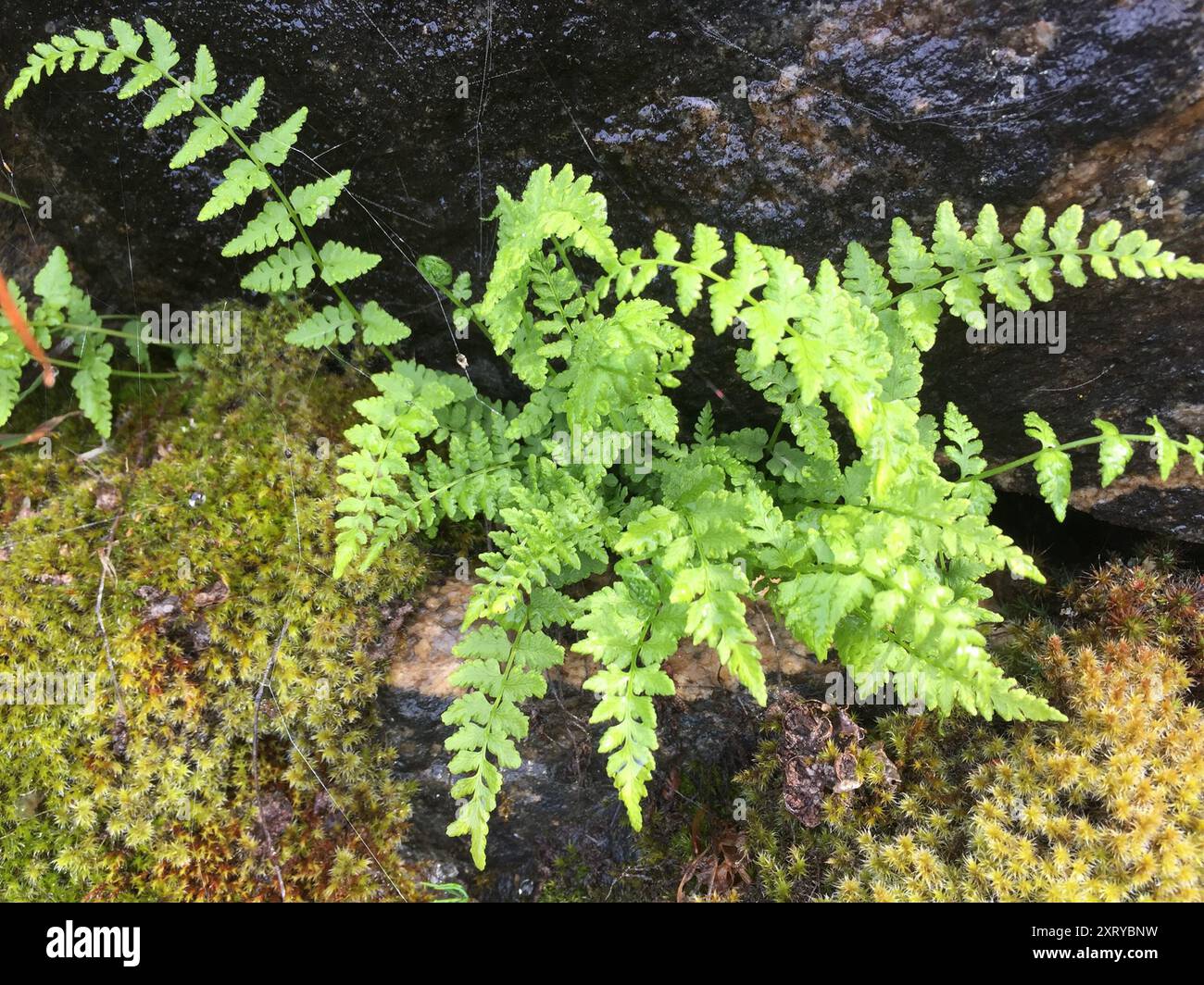 cliff ferns (Woodsia) Plantae Stock Photo - Alamy