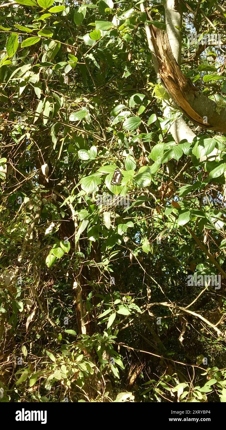 Common Aeroplane (Phaedyma shepherdi) Insecta Stock Photo - Alamy