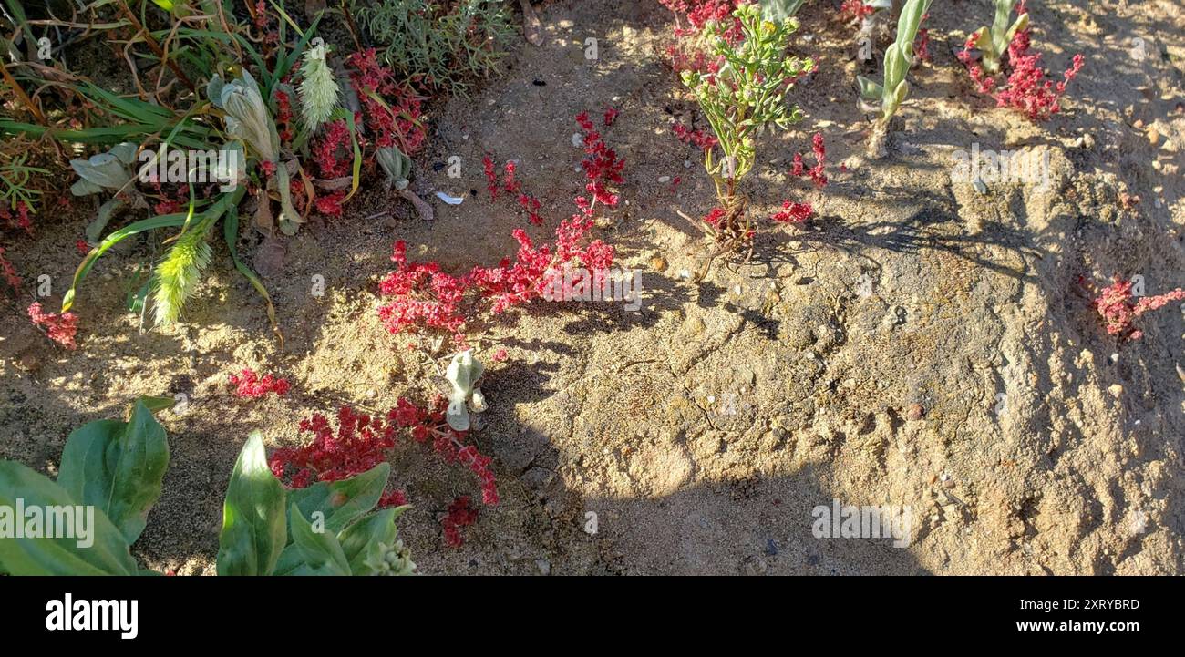 sand pygmyweed (Crassula connata) Plantae Stock Photo - Alamy