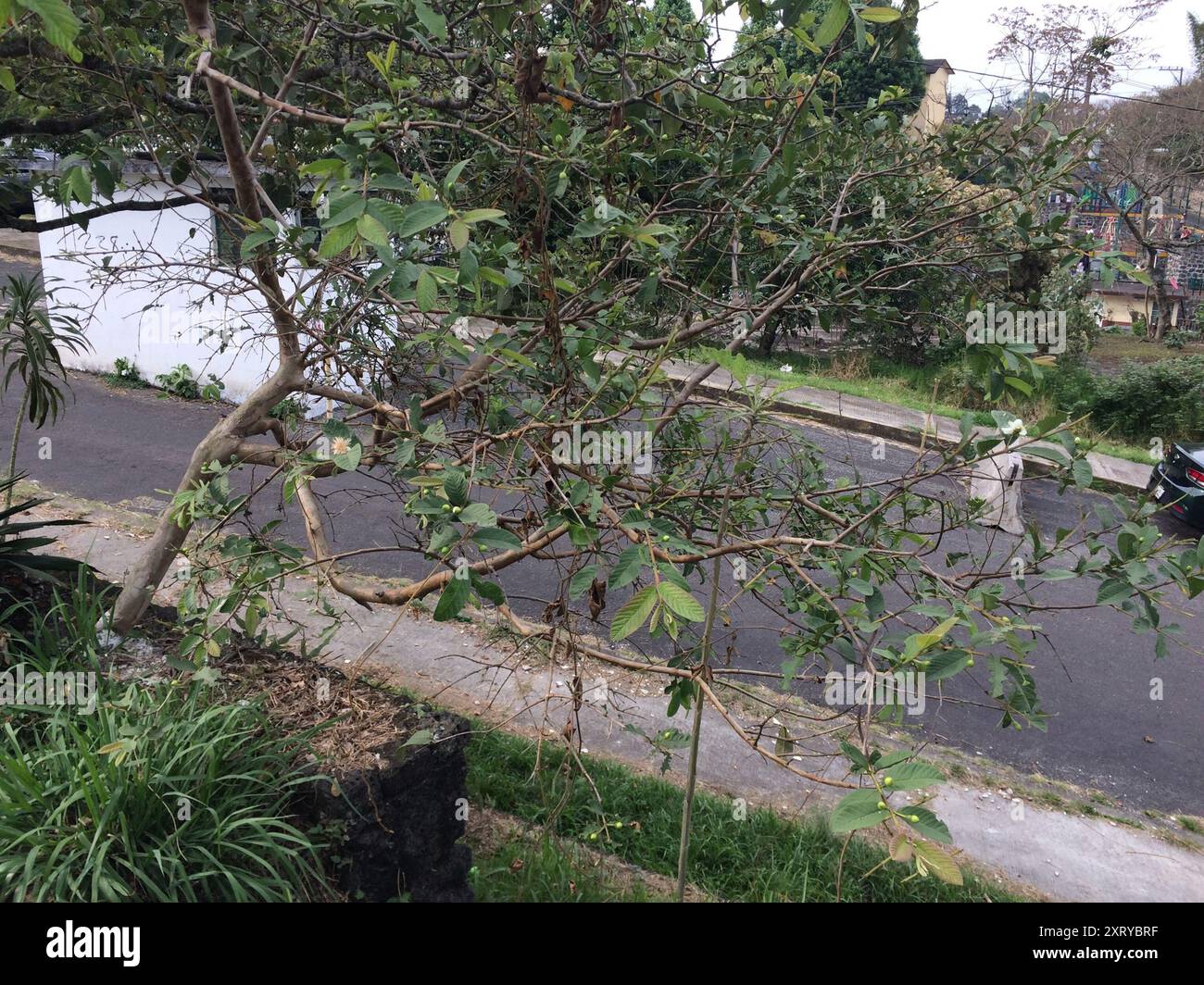 Common guava (Psidium guajava) Plantae Stock Photo - Alamy
