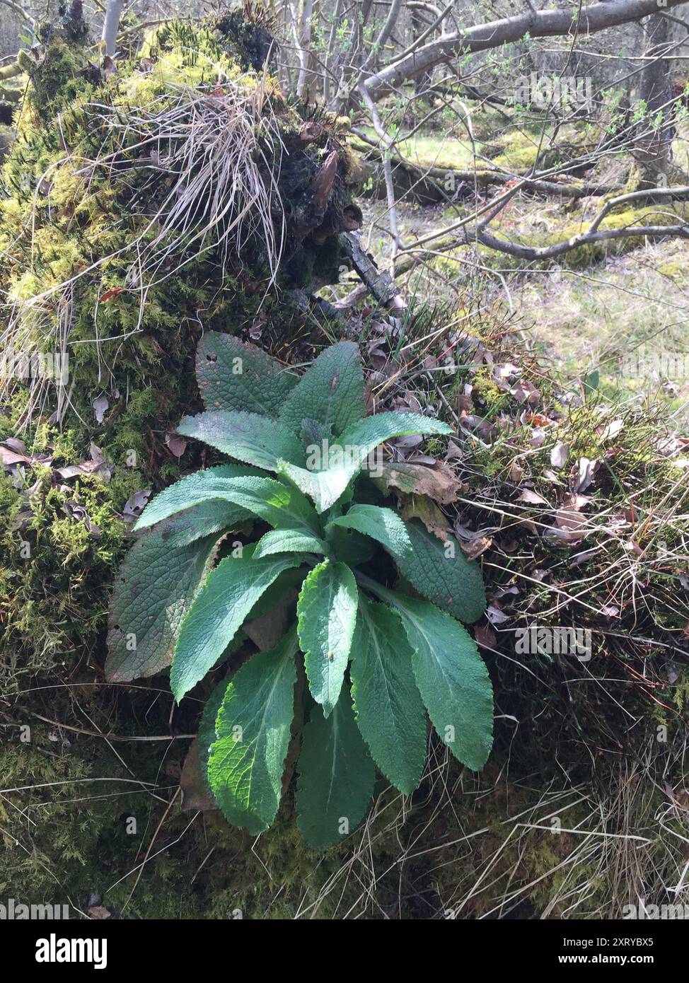 vascular plants (Tracheophyta) Plantae Stock Photo - Alamy