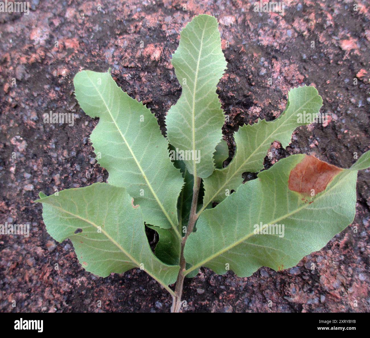 Jacket plum (Pappea capensis) Plantae Stock Photo - Alamy