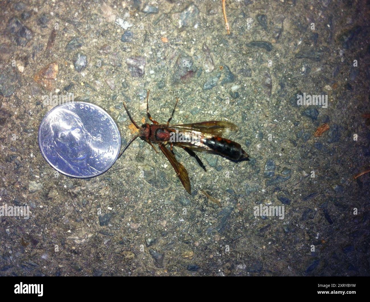 Pigeon Horntail (Tremex columba) Insecta Stock Photo - Alamy