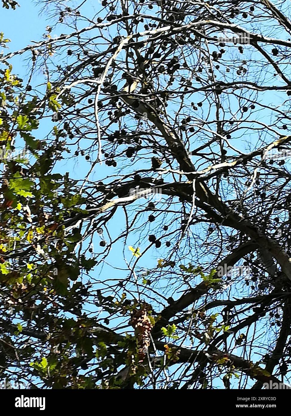 spider gum (Eucalyptus conferruminata) Plantae Stock Photo - Alamy