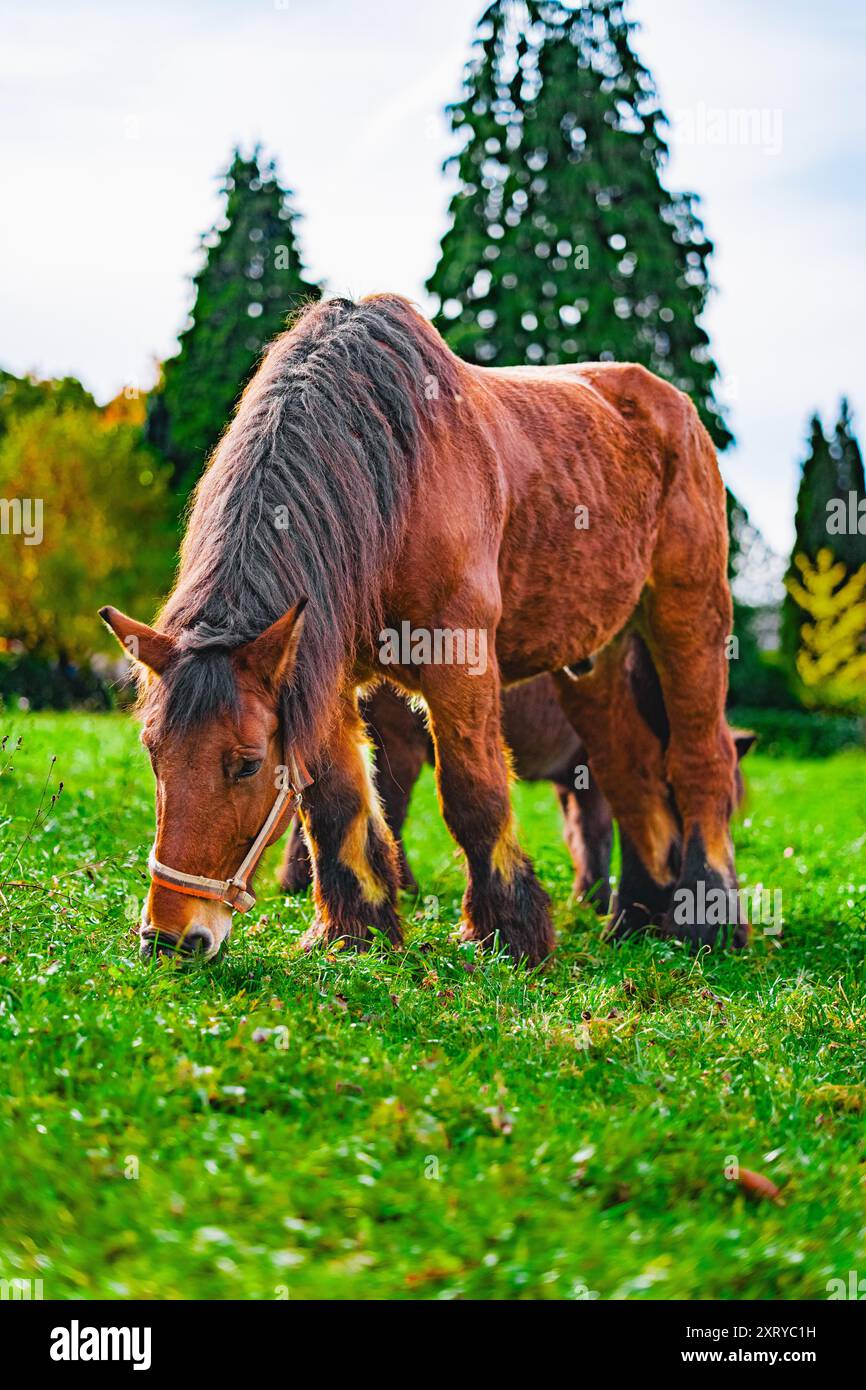 Beautiful Brown Draft Horse Eating Grass on the Green Pasture Field ...