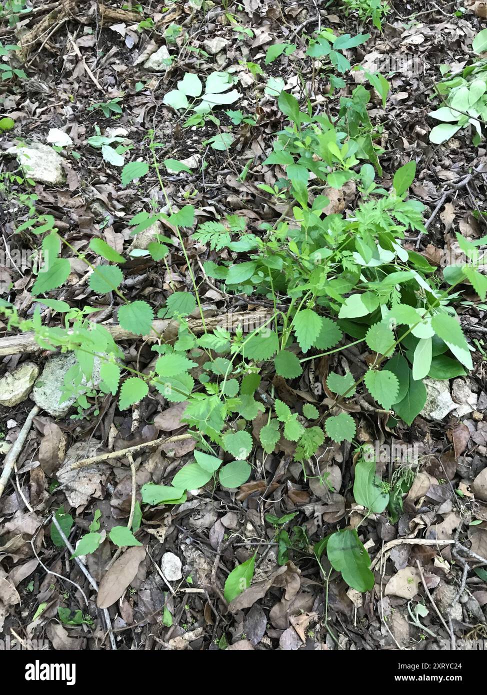 heartleaf nettle (Urtica chamaedryoides) Plantae Stock Photo - Alamy