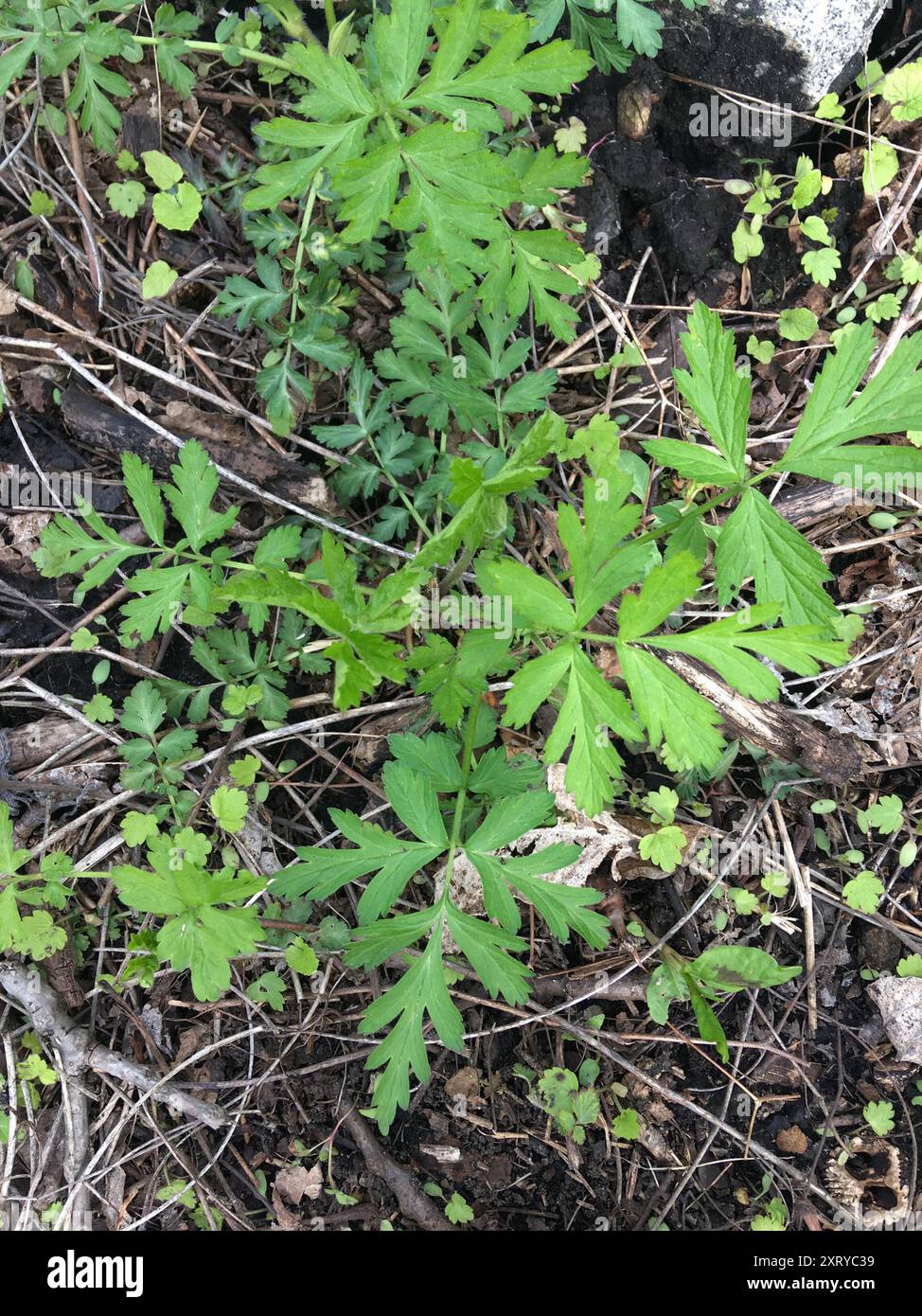 white avens (Geum canadense) Plantae Stock Photo - Alamy
