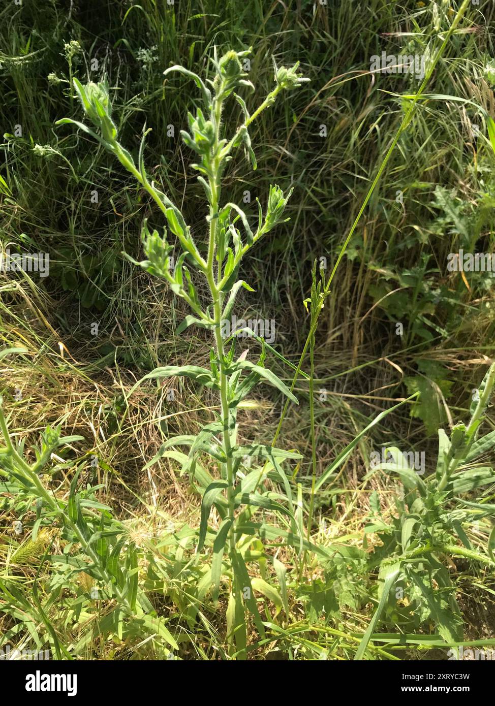 grassy tarweed (Madia gracilis) Plantae Stock Photo - Alamy