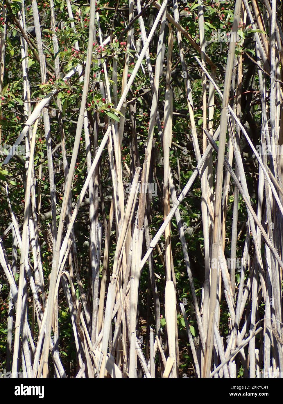 common reed (Phragmites australis) Plantae Stock Photo - Alamy