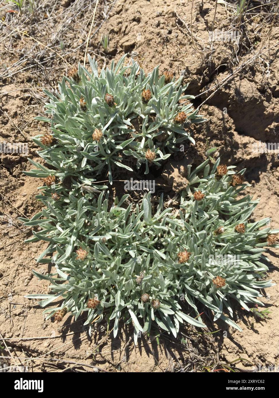 Low Pussytoes (Antennaria dimorpha) Plantae Stock Photo - Alamy