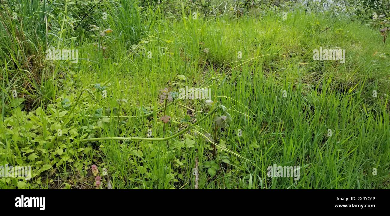 coastal manroot (Marah oregana) Plantae Stock Photo - Alamy