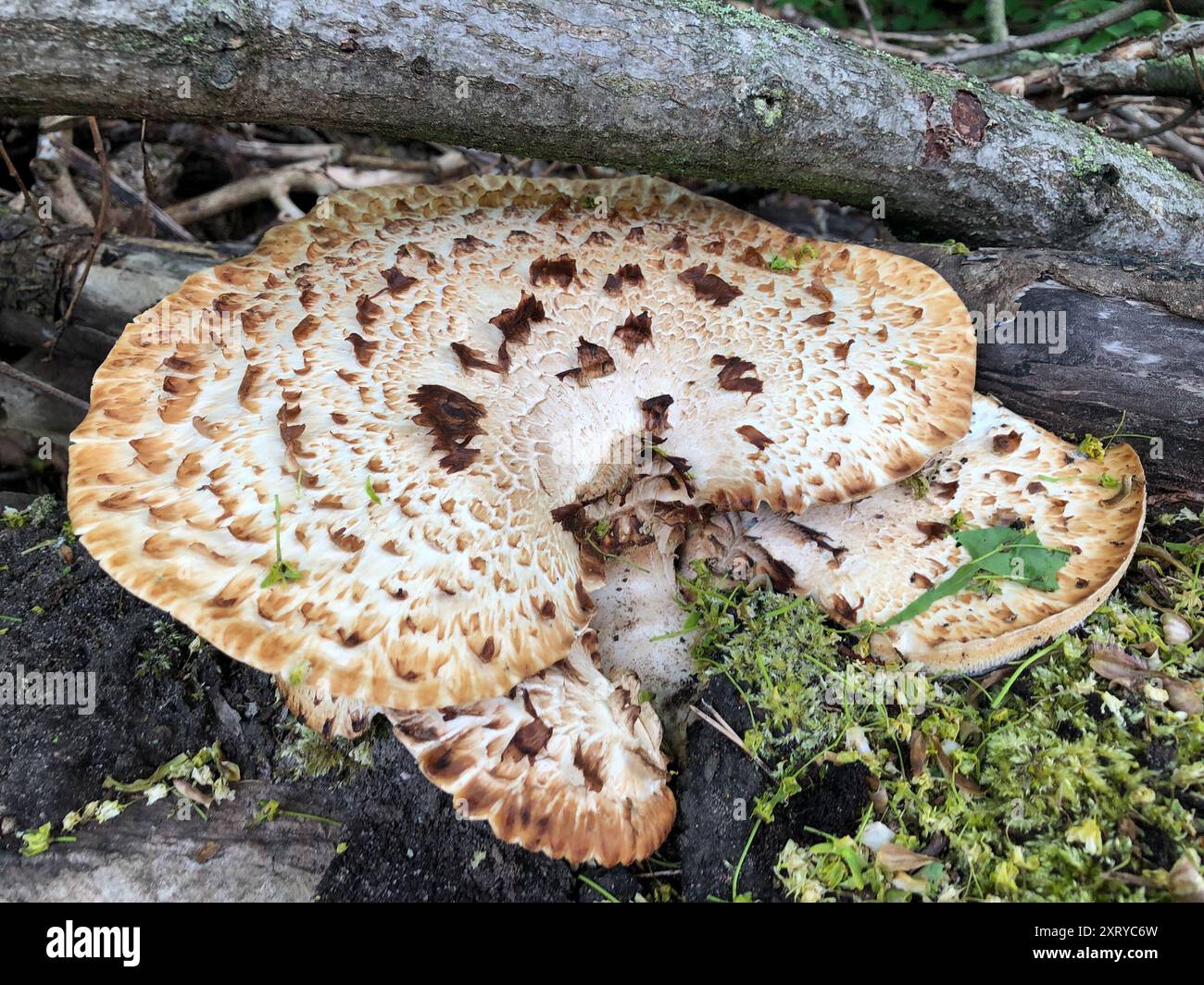 Dryad's Saddle (Cerioporus squamosus) Fungi Stock Photo - Alamy