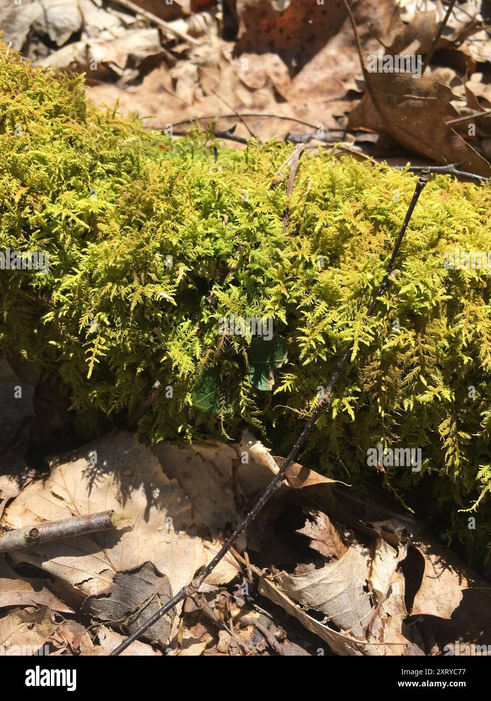 delicate fern moss (Thuidium delicatulum) Plantae Stock Photo - Alamy
