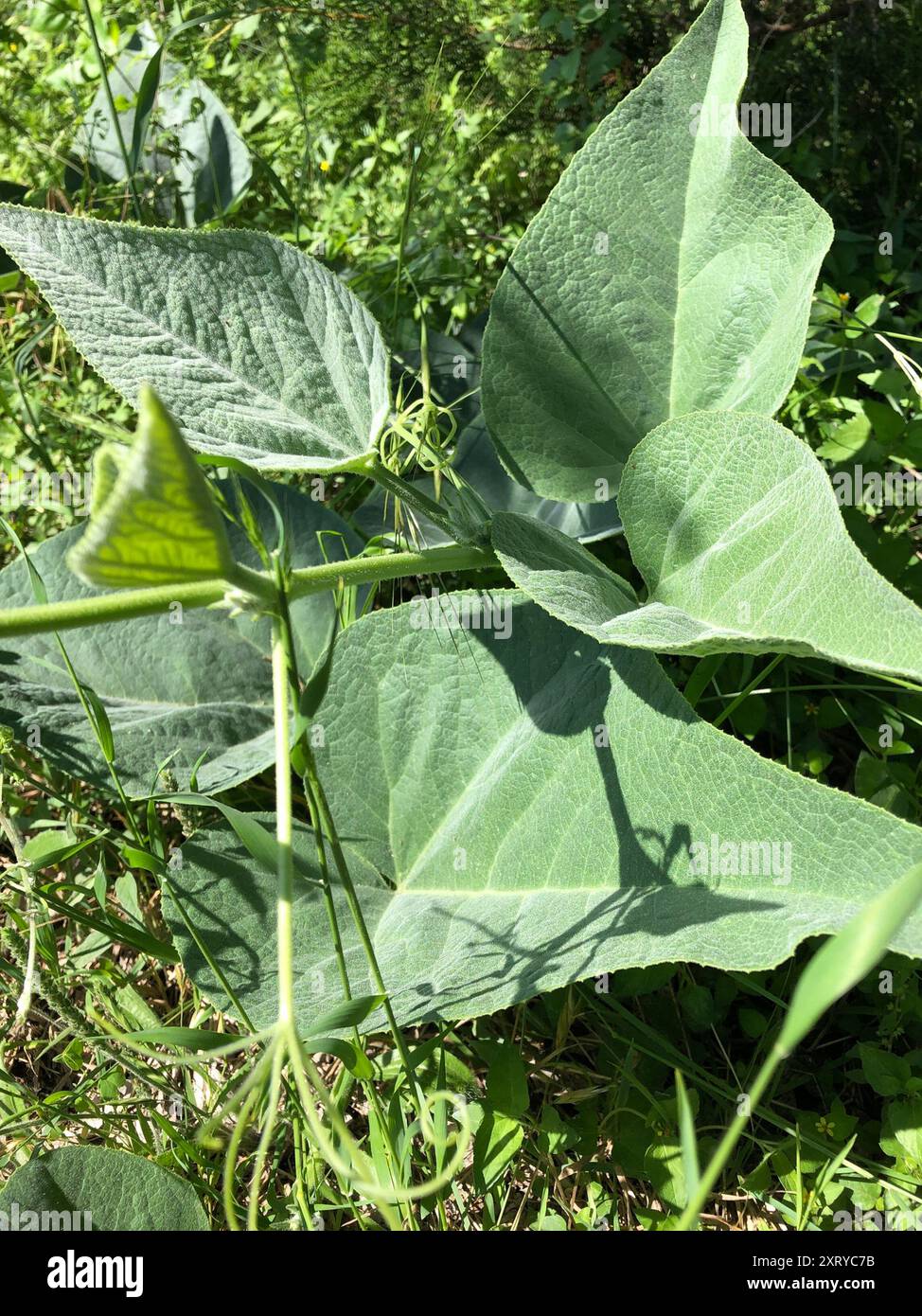 Buffalo Gourd (Cucurbita foetidissima) Plantae Stock Photo - Alamy