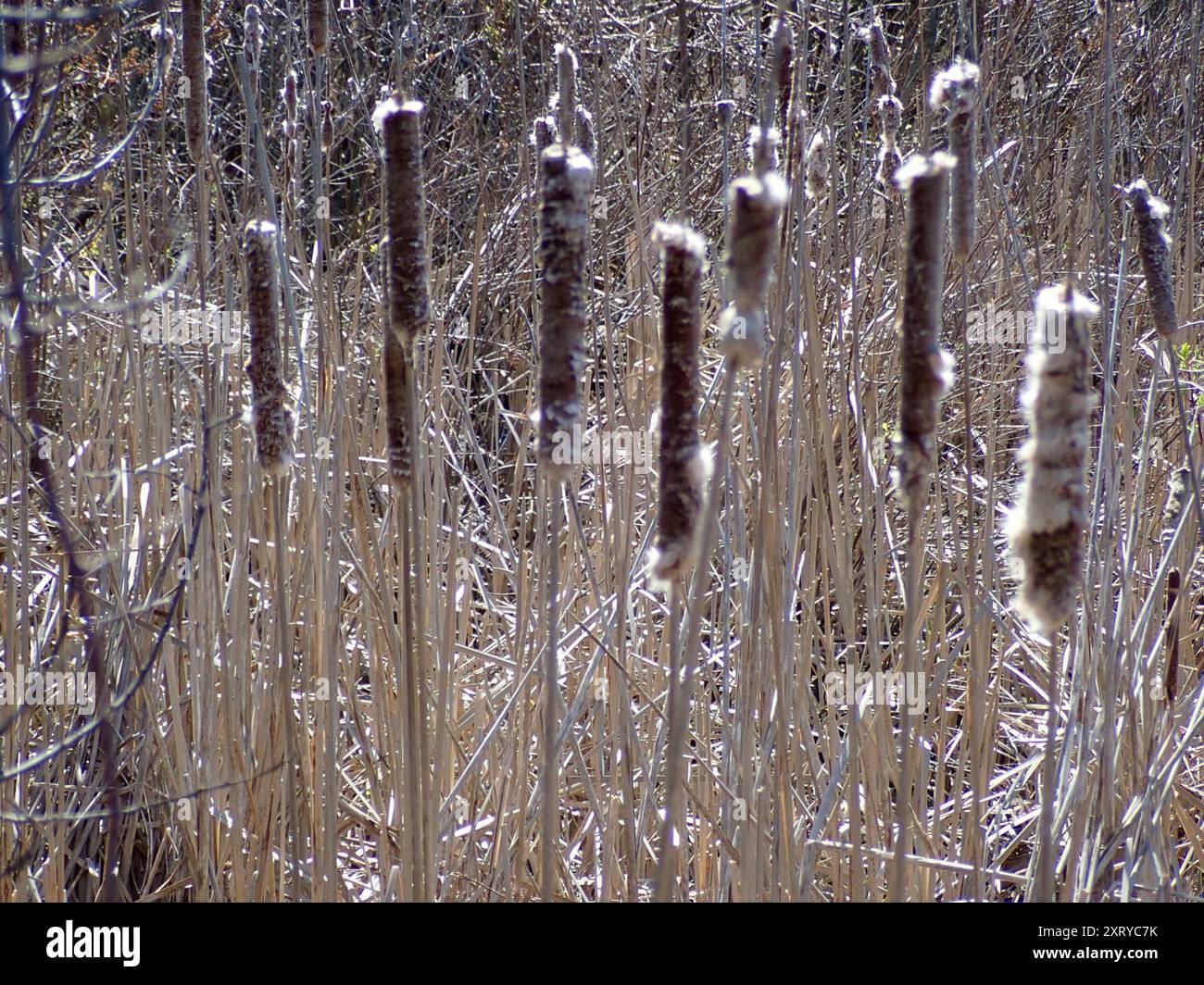 Cattails (Typha) Plantae Stock Photo - Alamy