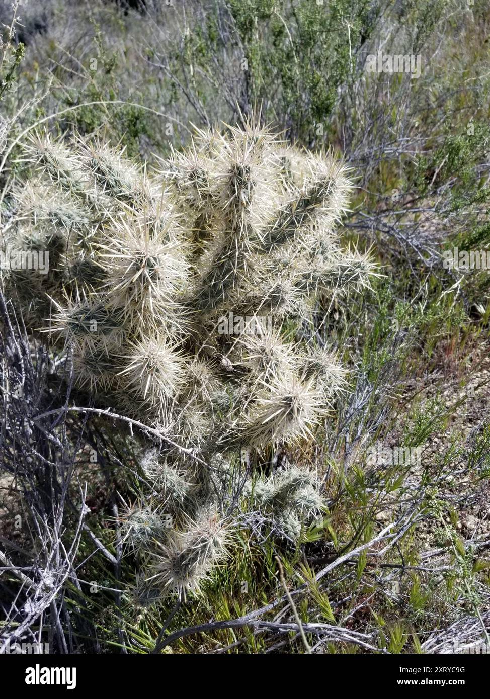 Silver Cholla (Cylindropuntia echinocarpa) Plantae Stock Photo - Alamy