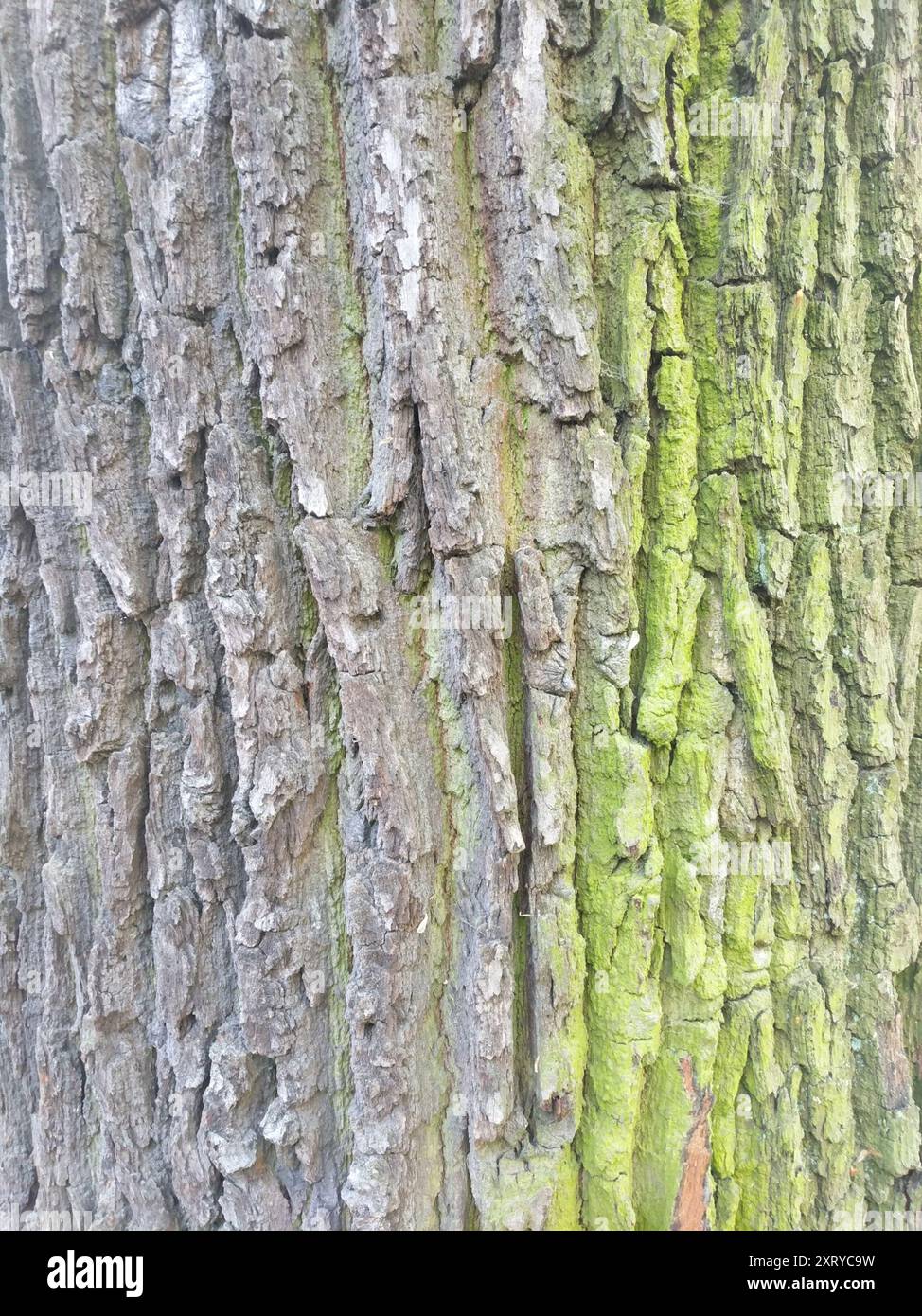 English oak (Quercus robur) Plantae Stock Photo - Alamy