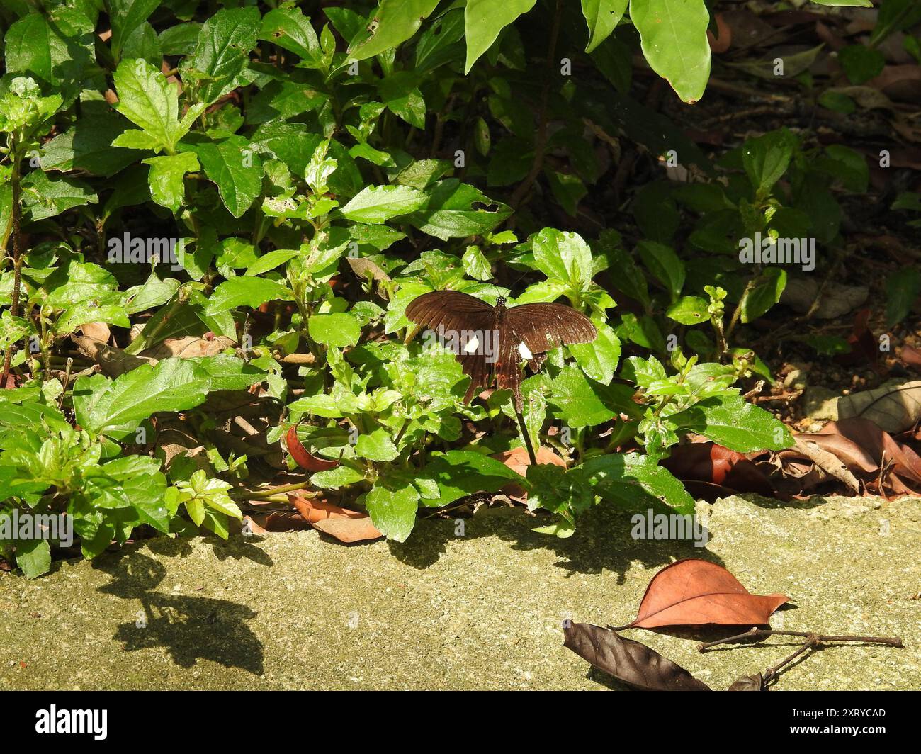 Red Helen Swallowtail (Papilio helenus) Insecta Stock Photo - Alamy
