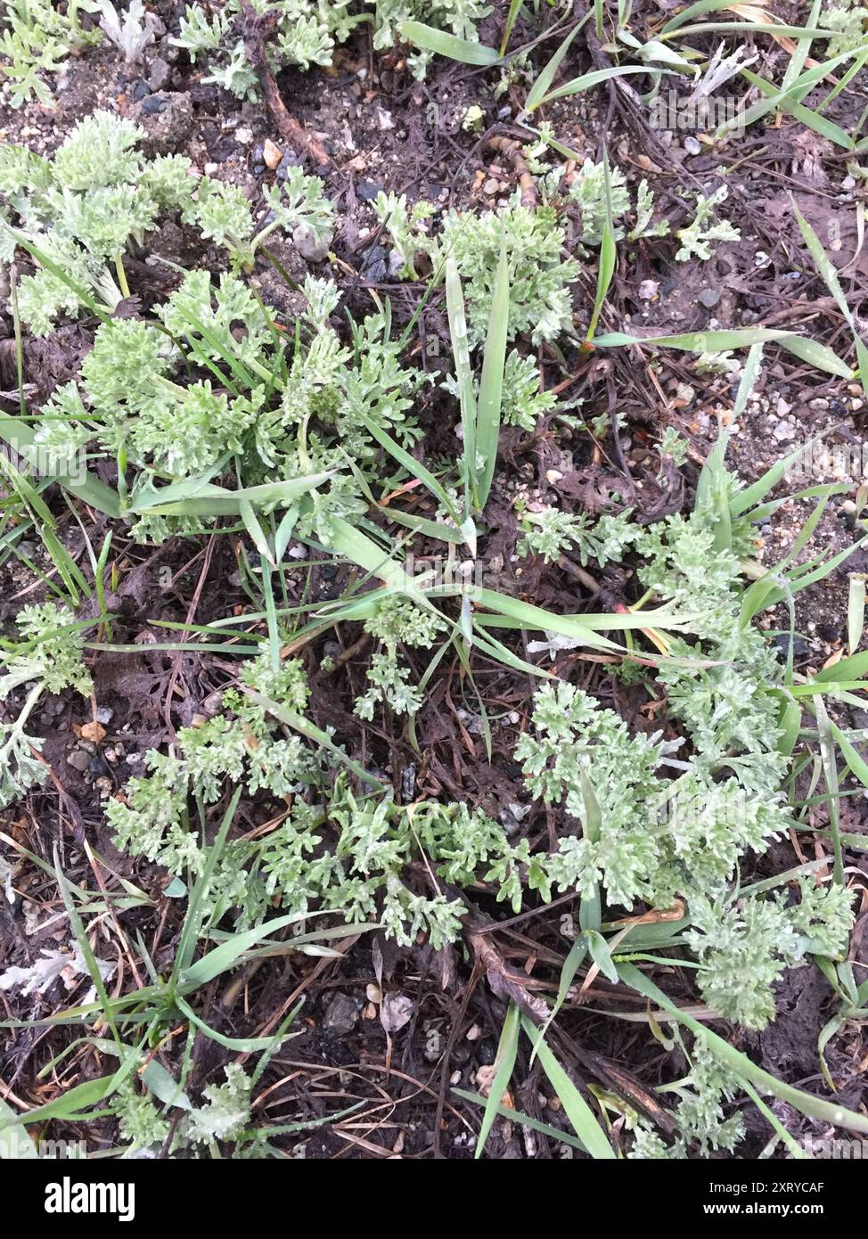 absinthe wormwood (Artemisia absinthium) Plantae Stock Photo - Alamy