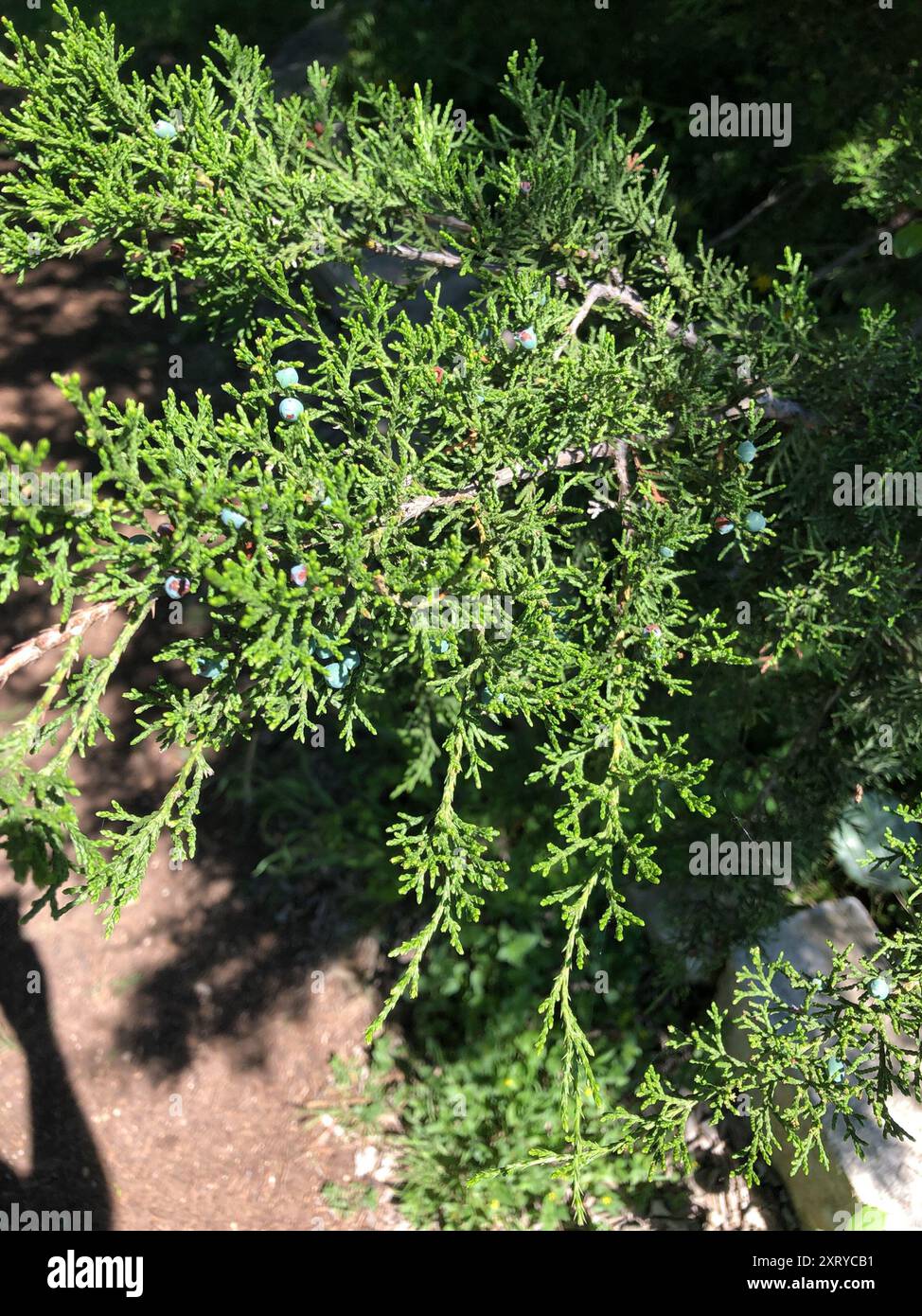 Ashe juniper (Juniperus ashei) Plantae Stock Photo - Alamy