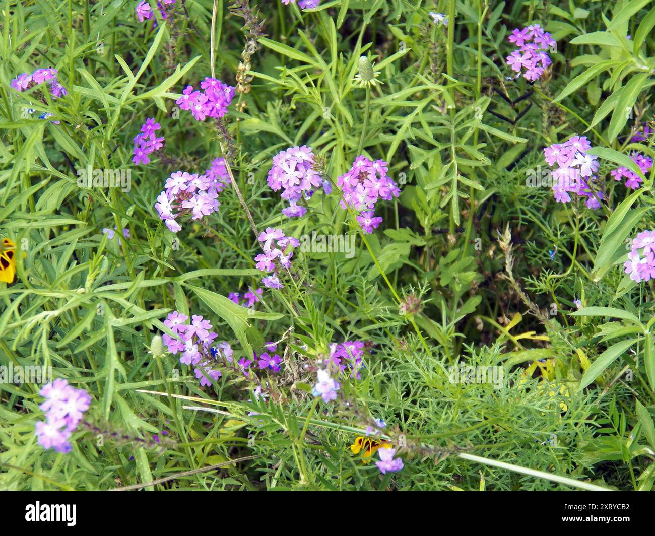 Dakota mock vervain (Glandularia bipinnatifida) Plantae Stock Photo - Alamy