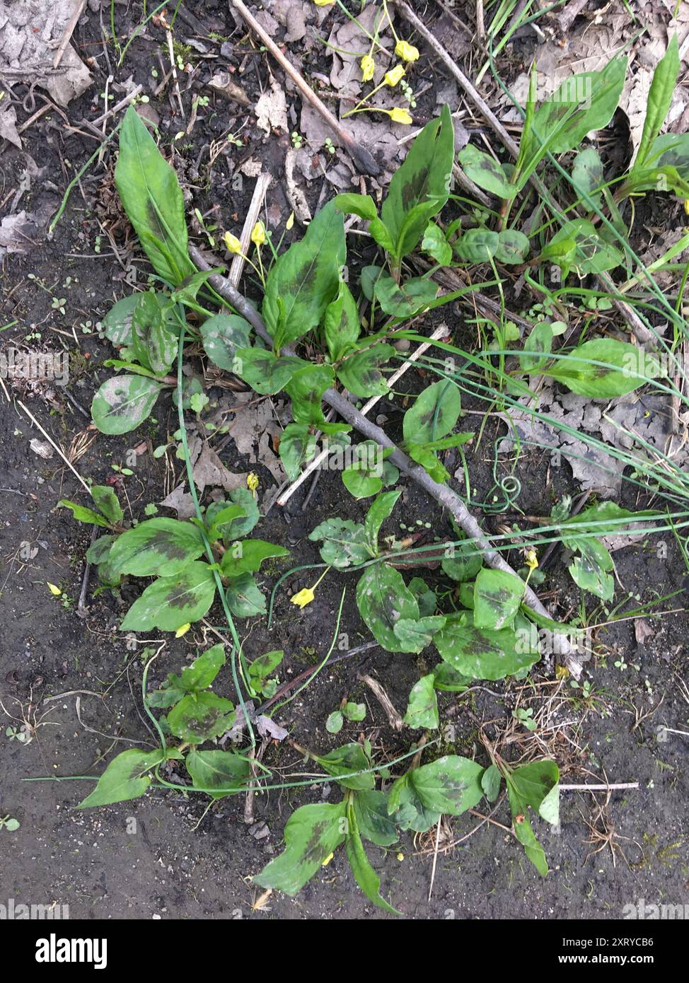 American jumpseed (Persicaria virginiana) Plantae Stock Photo - Alamy