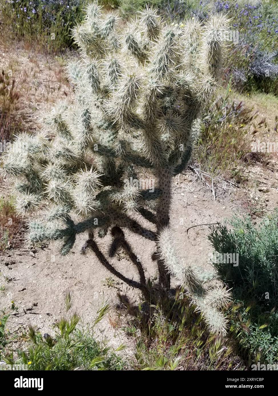 Silver Cholla (Cylindropuntia echinocarpa) Plantae Stock Photo - Alamy