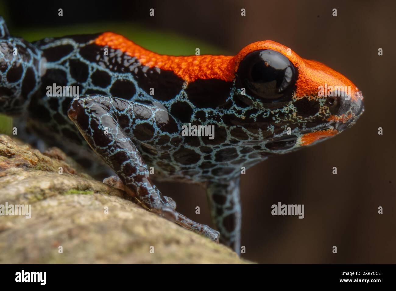 Fauna of amazon rainforests hi-res stock photography and images - Alamy