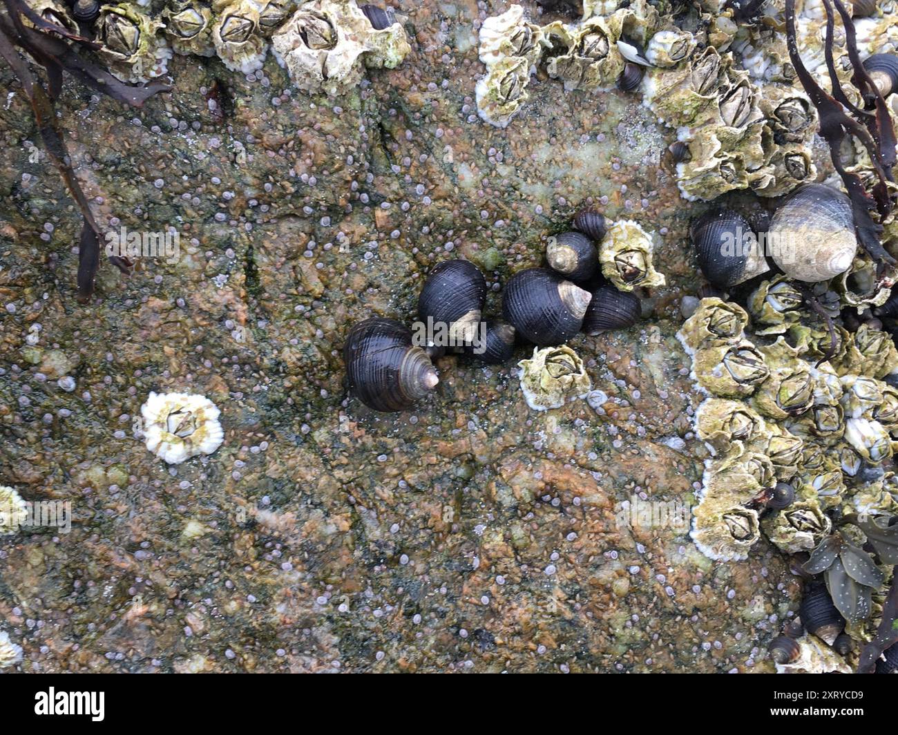 Common Periwinkle (Littorina littorea) Mollusca Stock Photo - Alamy