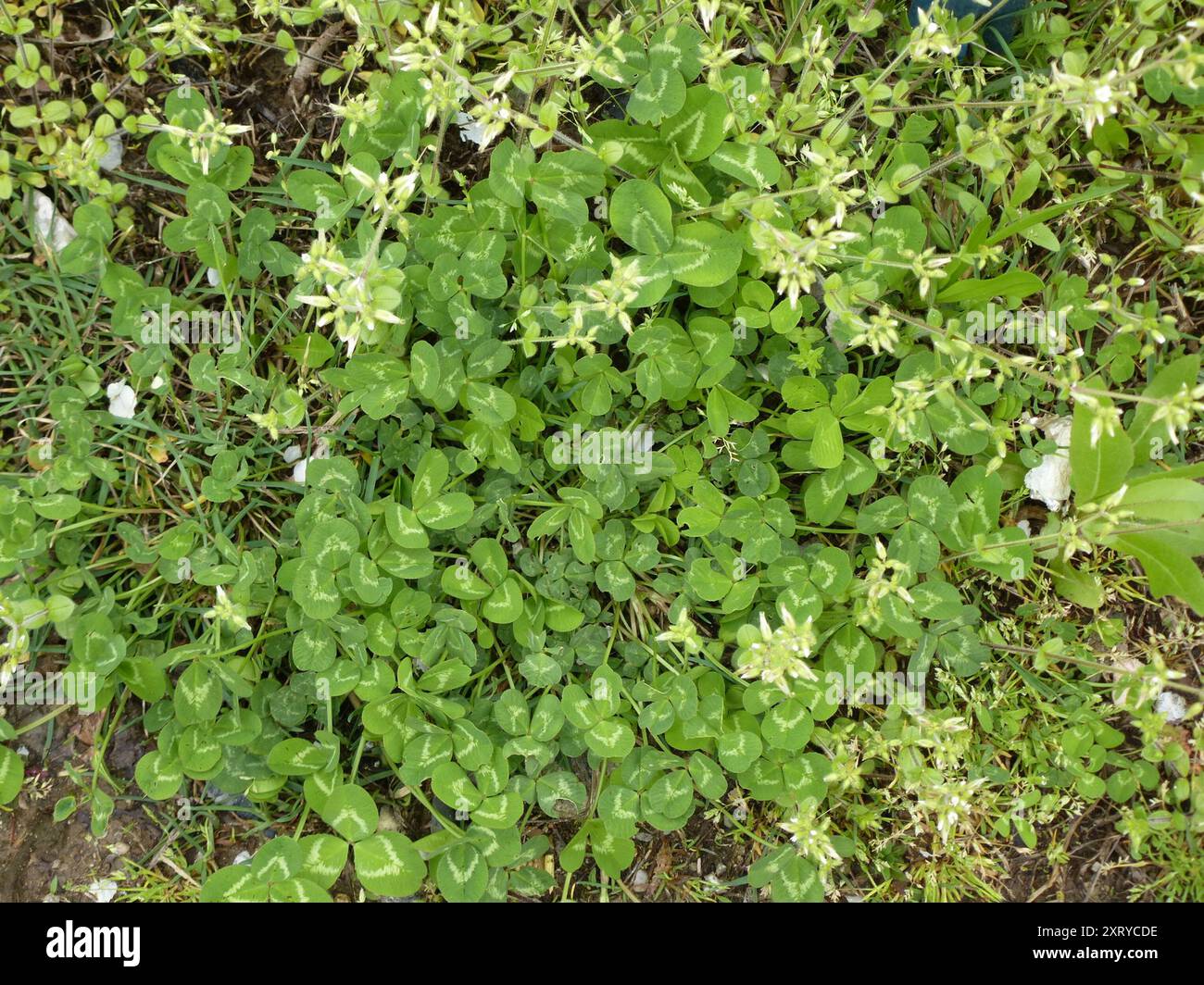 white clover (Trifolium repens) Plantae Stock Photo - Alamy