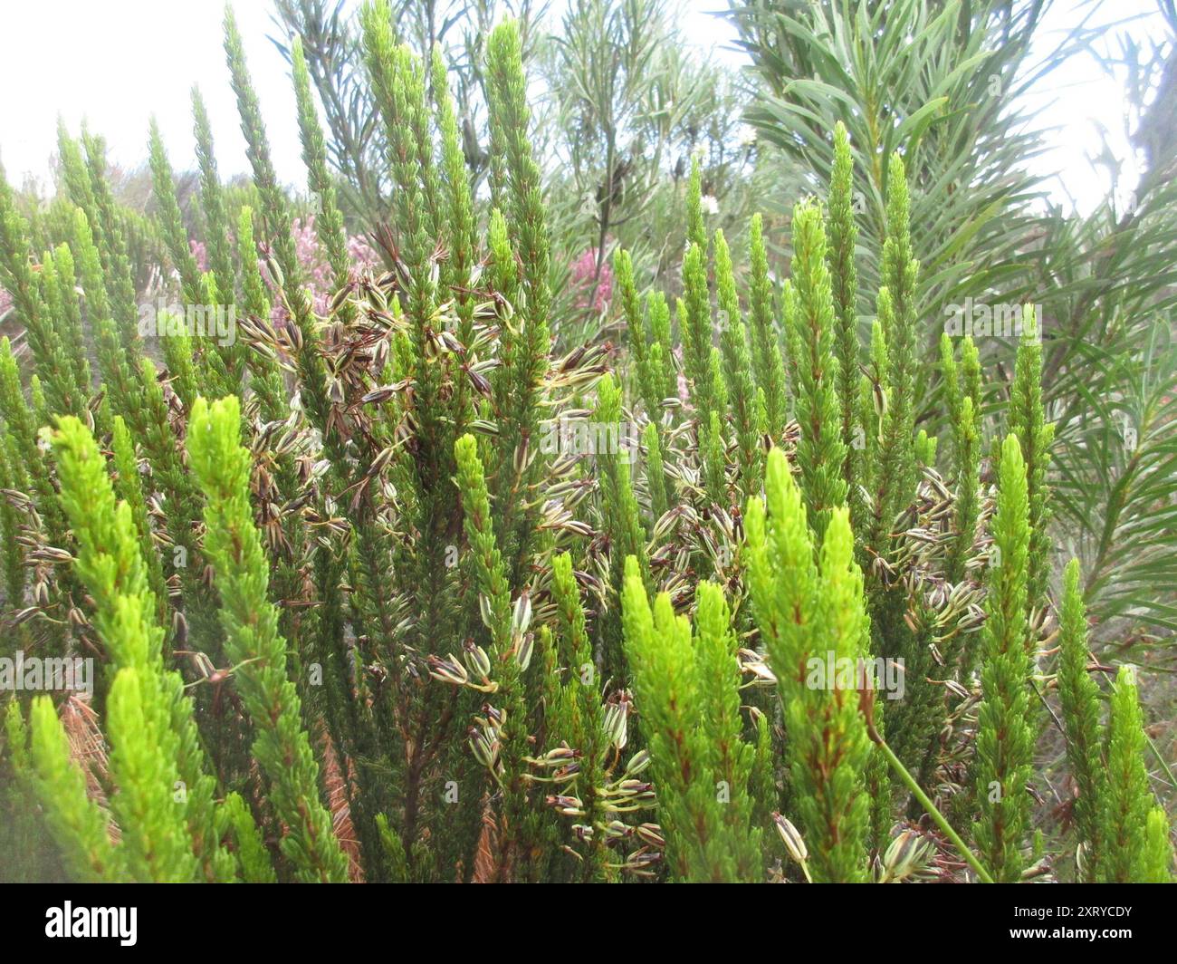 Erica plukenetii hi-res stock photography and images - Alamy