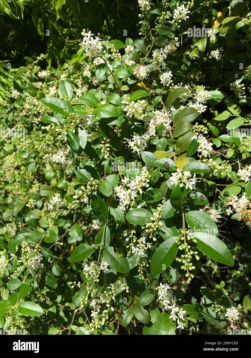 Chinese privet (Ligustrum sinense) Plantae Stock Photo - Alamy