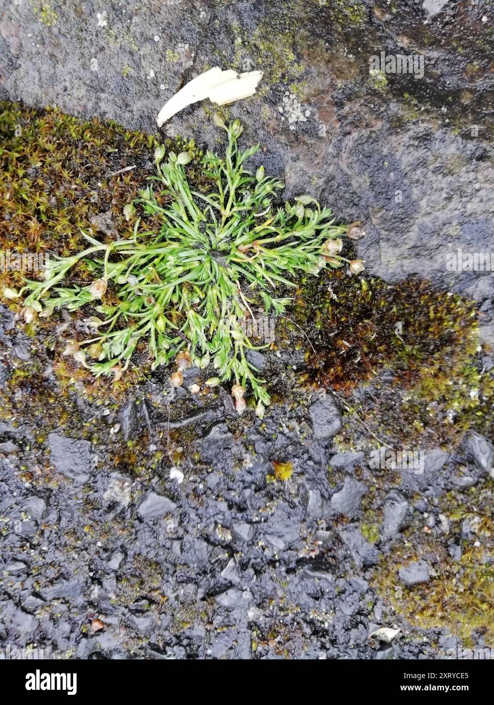 Procumbent Pearlwort (Sagina procumbens) Plantae Stock Photo - Alamy