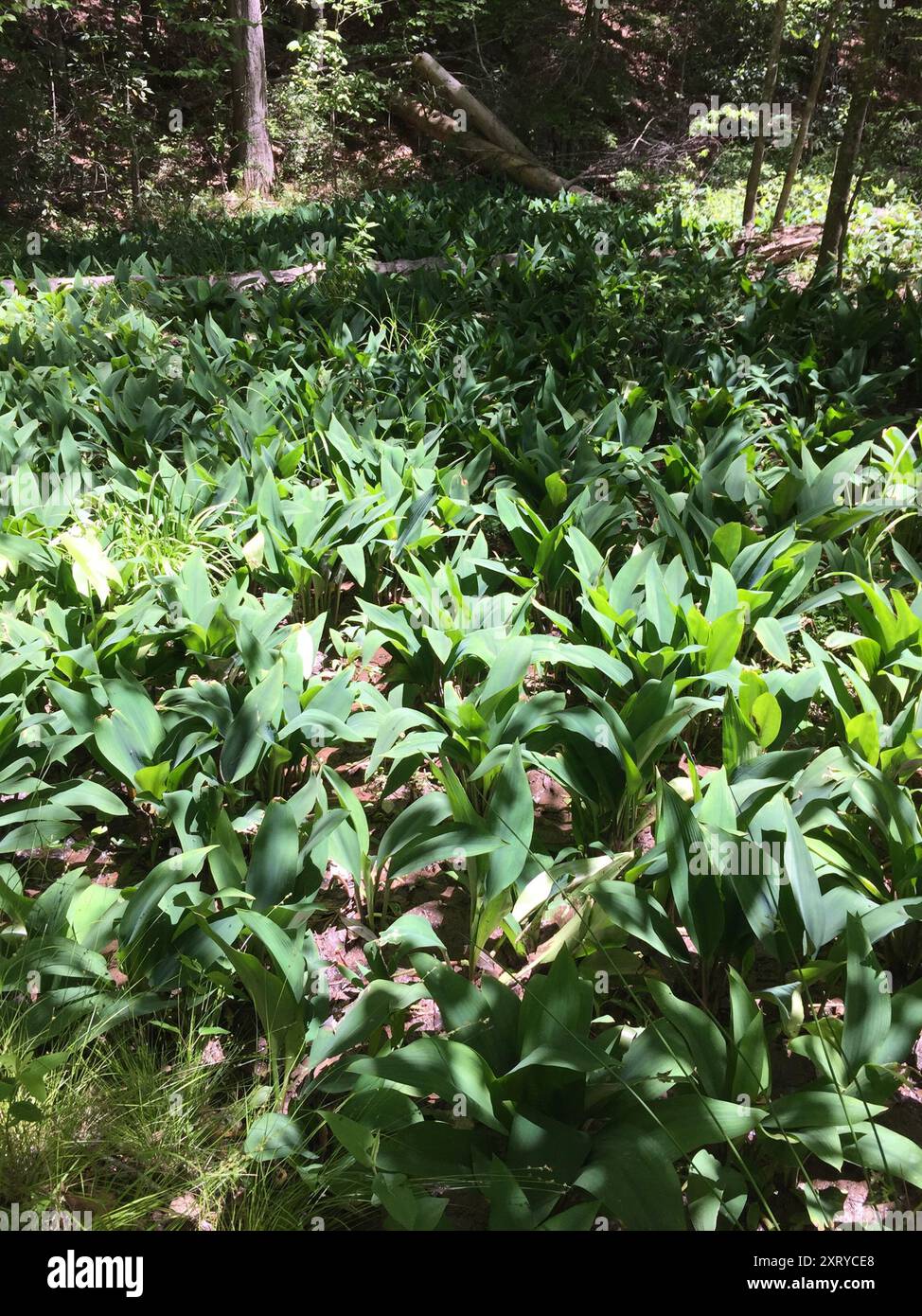 Golden Club (Orontium aquaticum) Plantae Stock Photo - Alamy