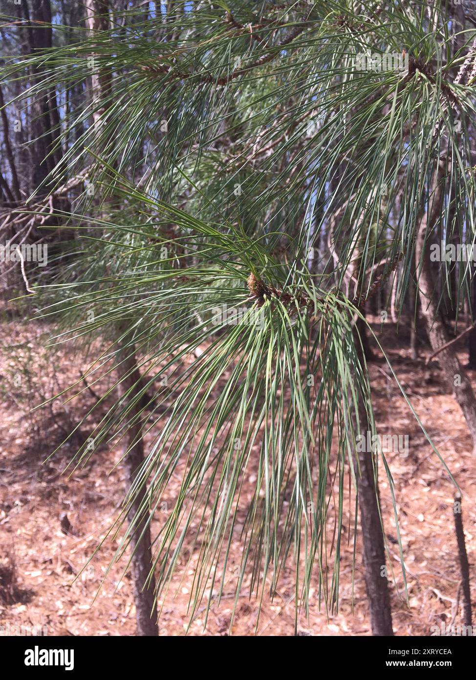 eastern white pine (Pinus strobus) Plantae Stock Photo - Alamy