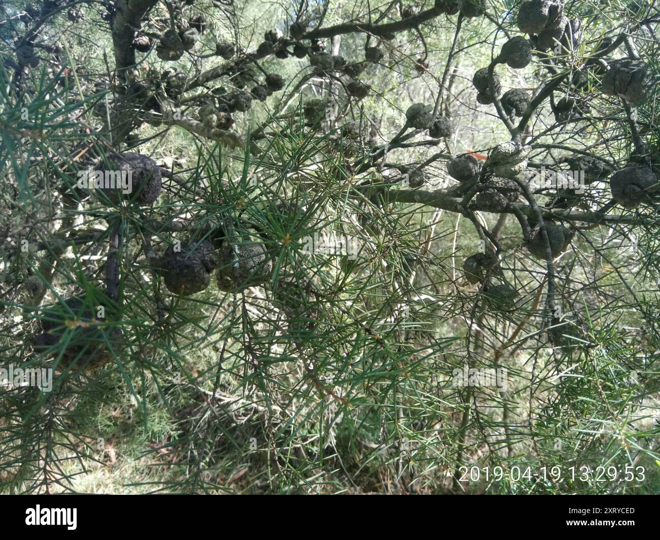 Bushy needlebush (Hakea sericea) Plantae Stock Photo - Alamy