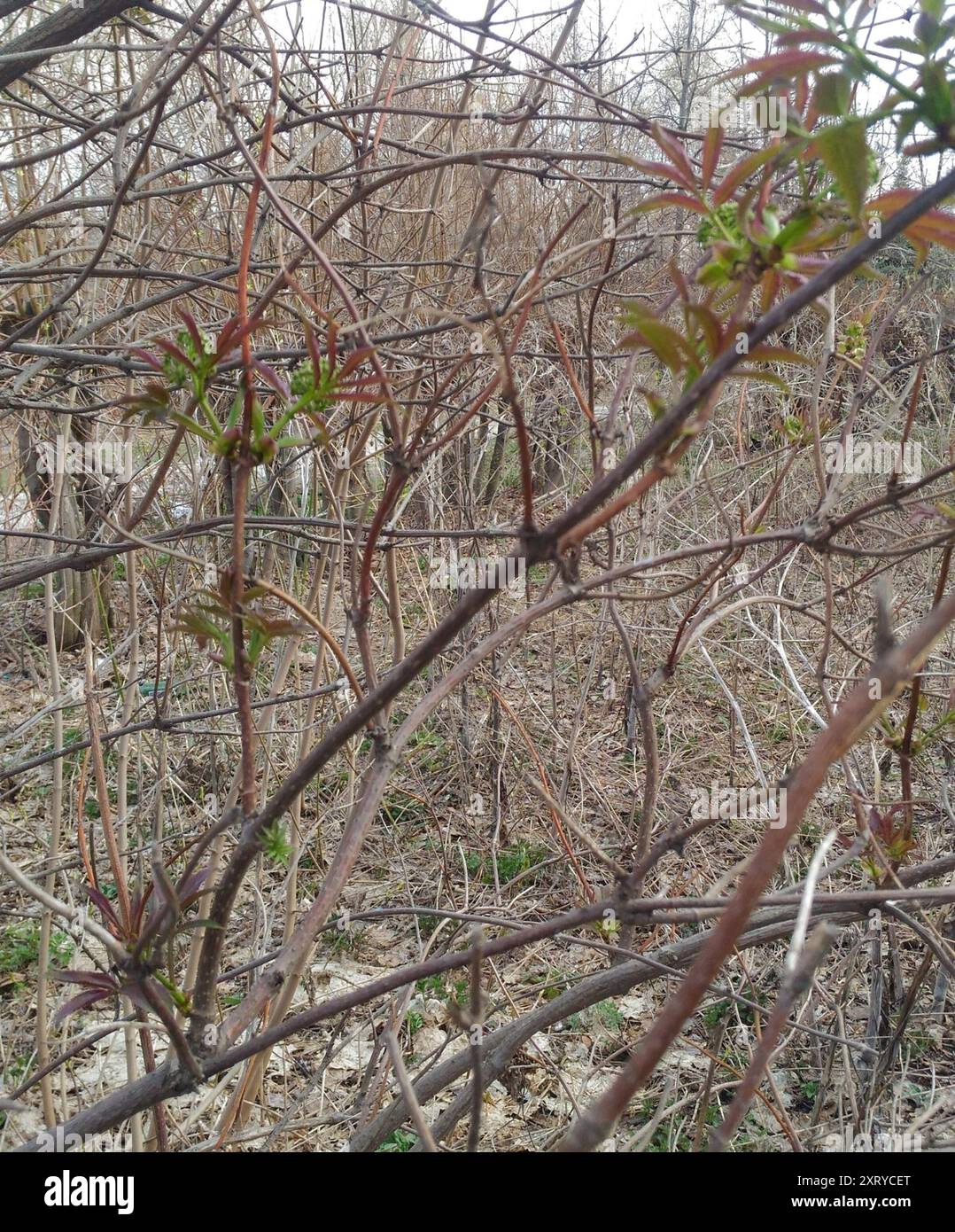 ashes (Fraxinus) Plantae Stock Photo - Alamy