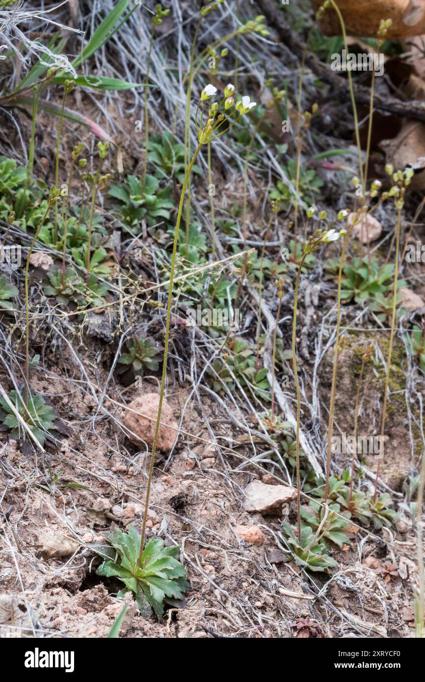pygmy-flower rock-jasmine (Androsace septentrionalis) Plantae Stock ...
