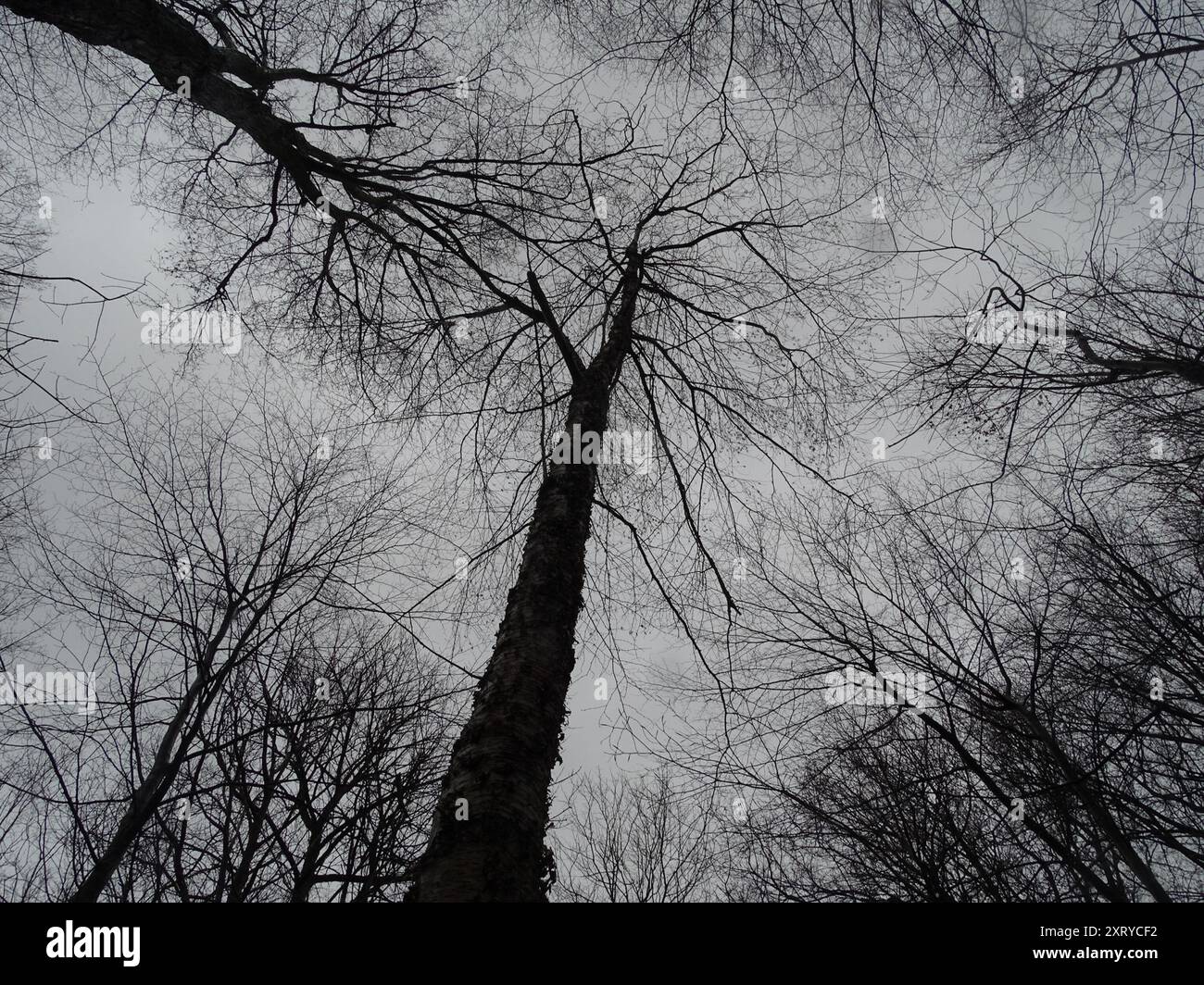 yellow birch (Betula alleghaniensis) Plantae Stock Photo - Alamy