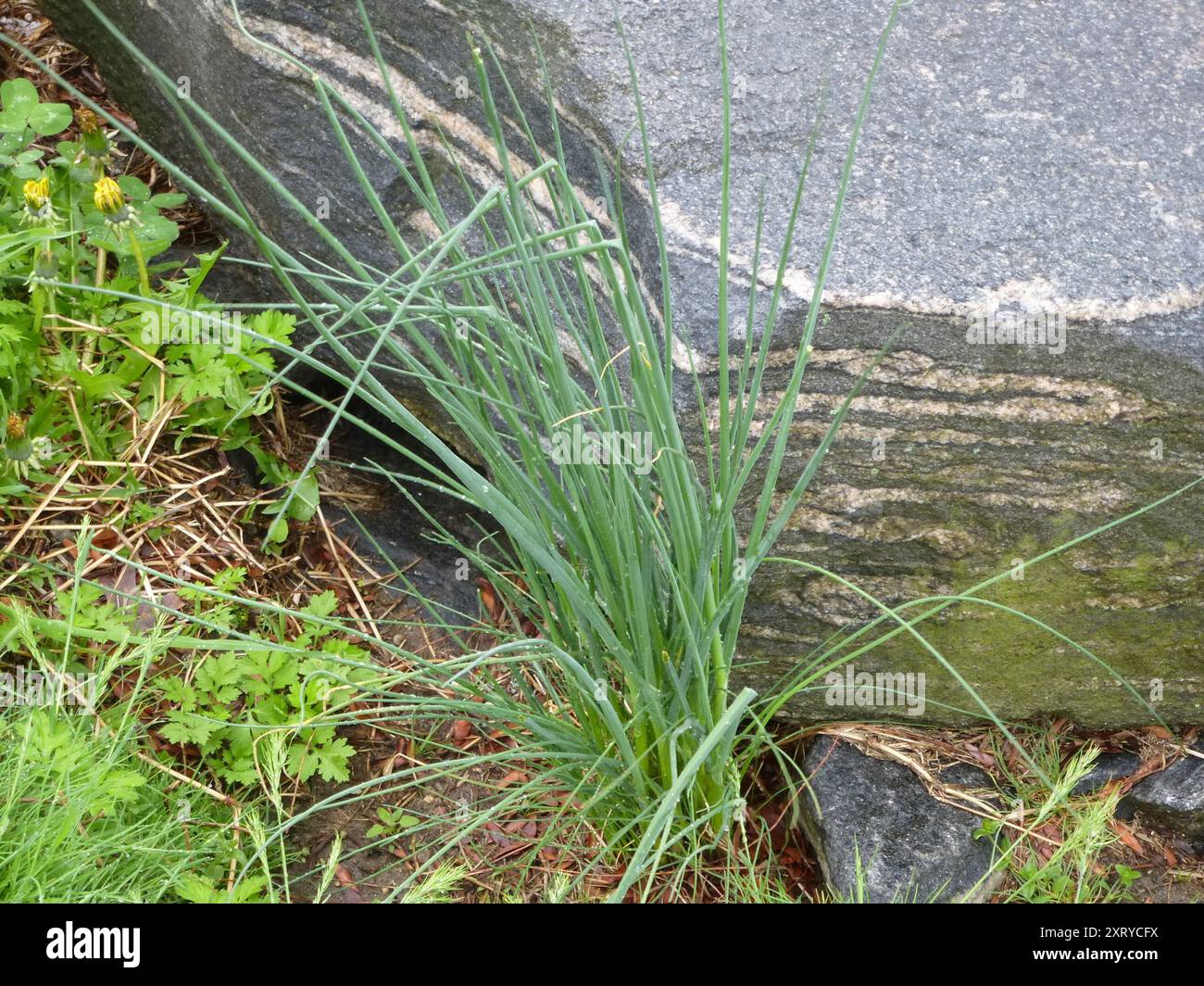 wild garlic (Allium vineale) Plantae Stock Photo - Alamy