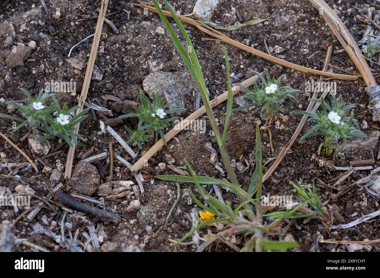 borage family (Boraginaceae) Plantae Stock Photo - Alamy