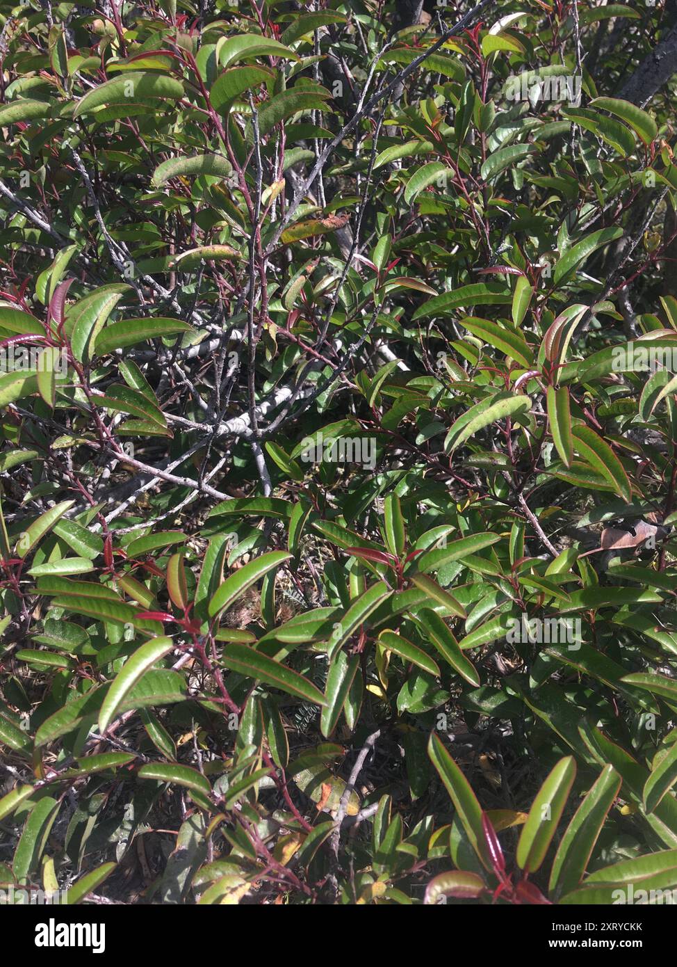 laurel sumac (Malosma laurina) Plantae Stock Photo - Alamy