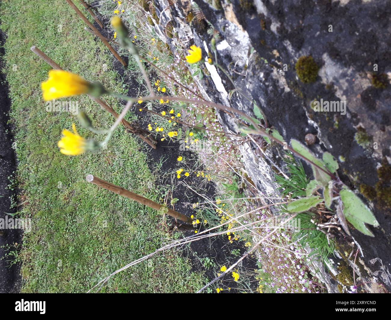 Wall hawkweed (Hieracium murorum) Plantae Stock Photo - Alamy