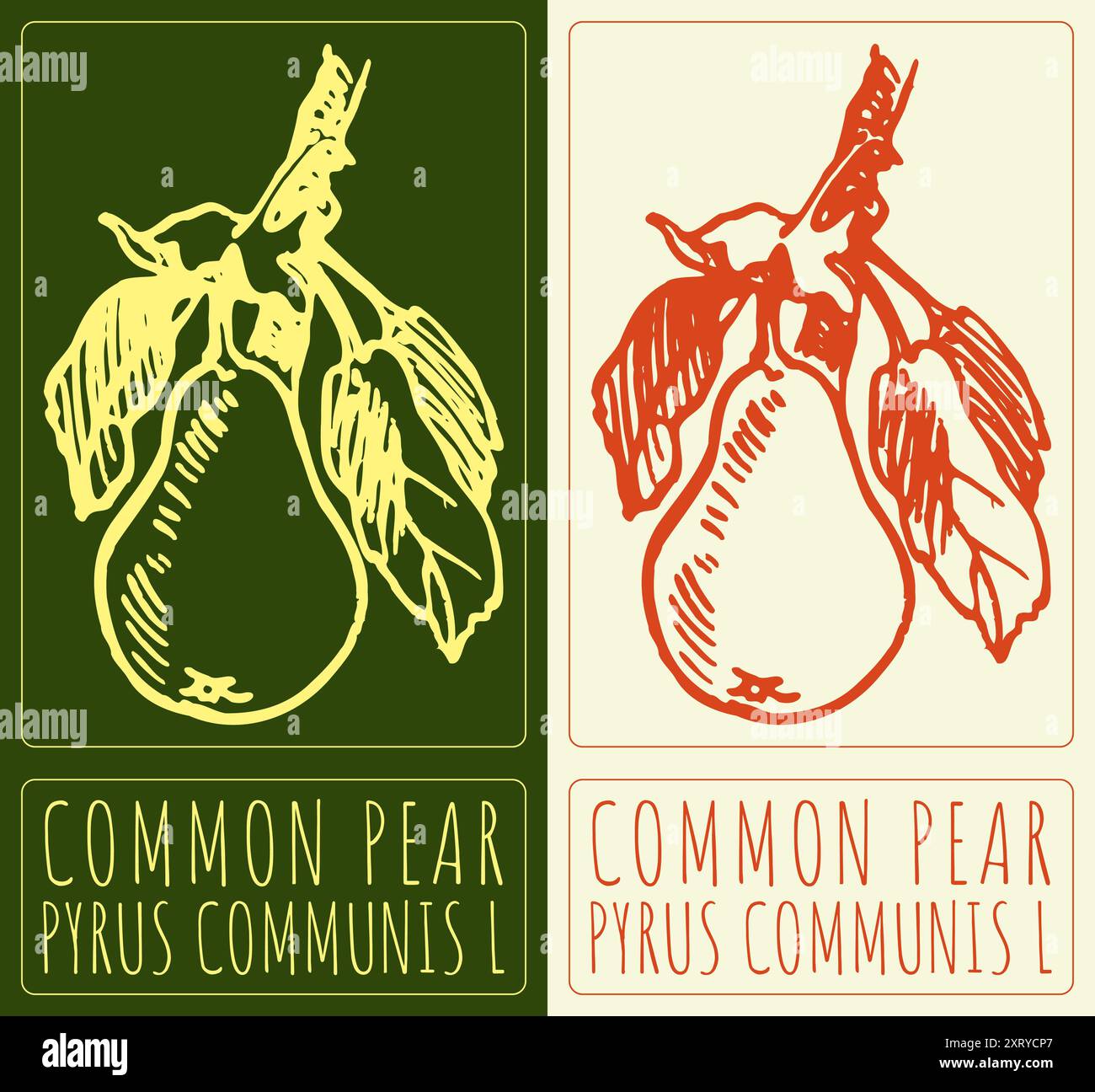 Vector drawing COMMON PEAR. Hand drawn illustration. Latin name is ...