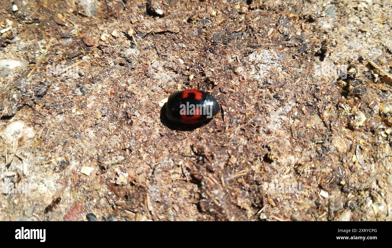 Clown Beetles (Hister) Insecta Stock Photo - Alamy