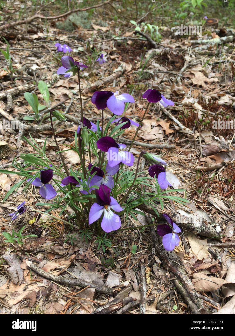 bird's foot violet (Viola pedata) Plantae Stock Photo - Alamy
