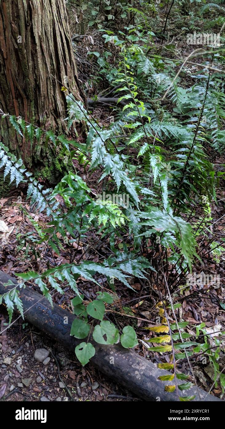 Mare's Tail Fern (Asplenium polyodon) Plantae Stock Photo - Alamy